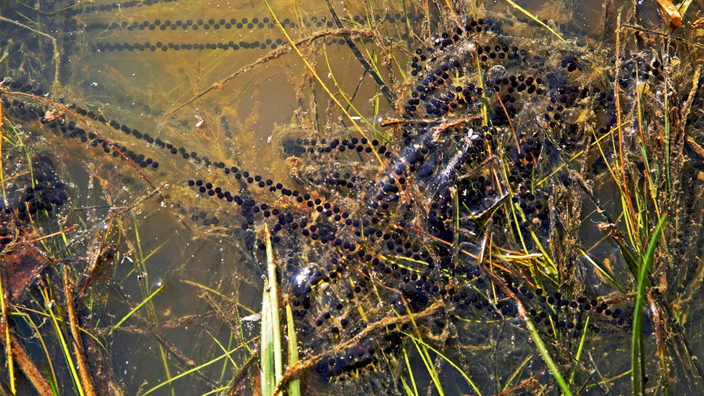 Common toad (Bufo bufo) - British Reptiles - Woodland Trust
