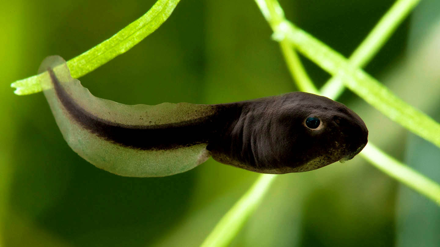 Common toad (Bufo bufo) - British Reptiles - Woodland Trust