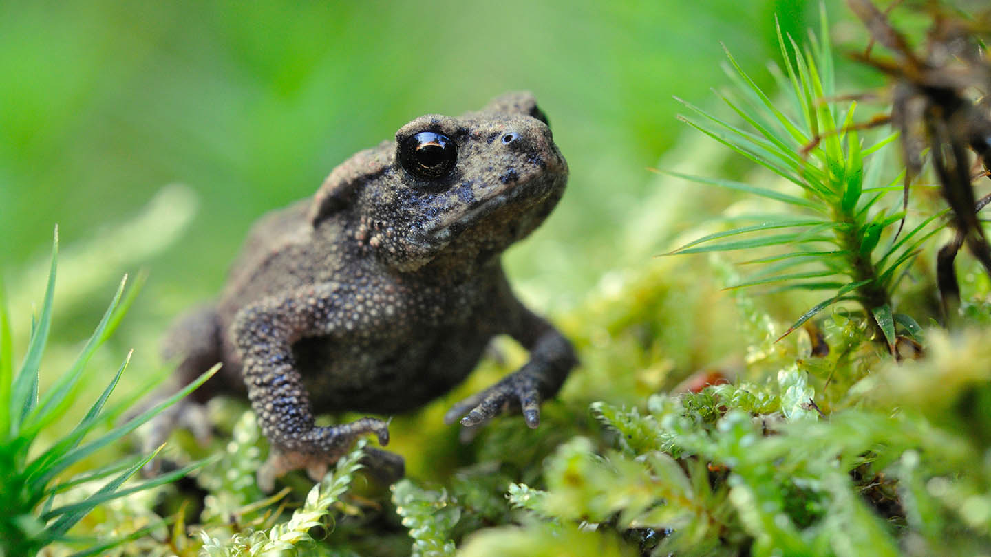 Common toad (Bufo bufo) - British Reptiles - Woodland Trust