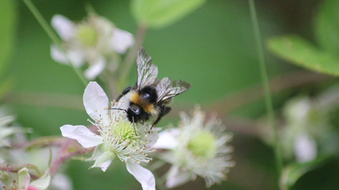 Finlaystone Country Estate - Woodland Trust