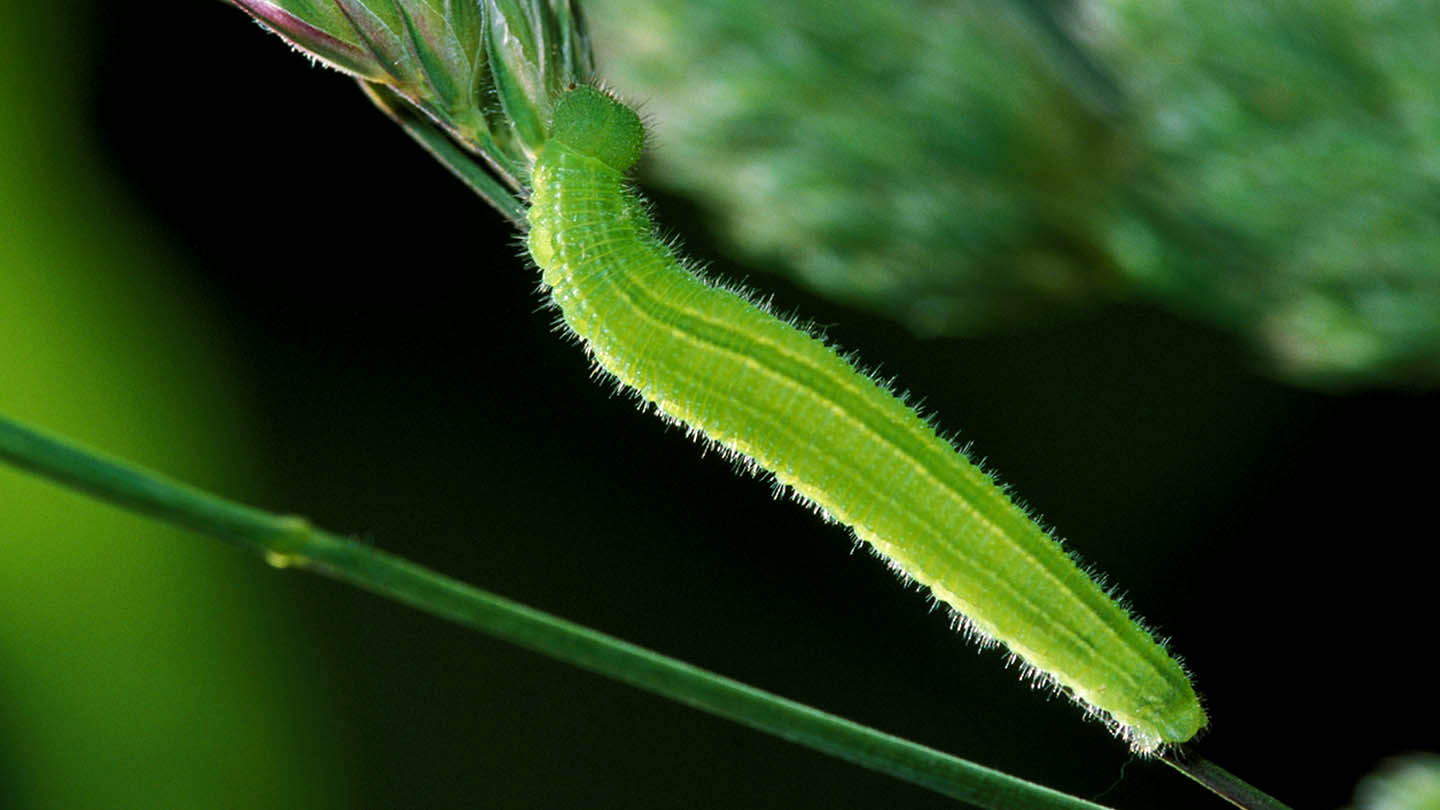 Common British Caterpillar Identification - Woodland Trust - Woodland Trust