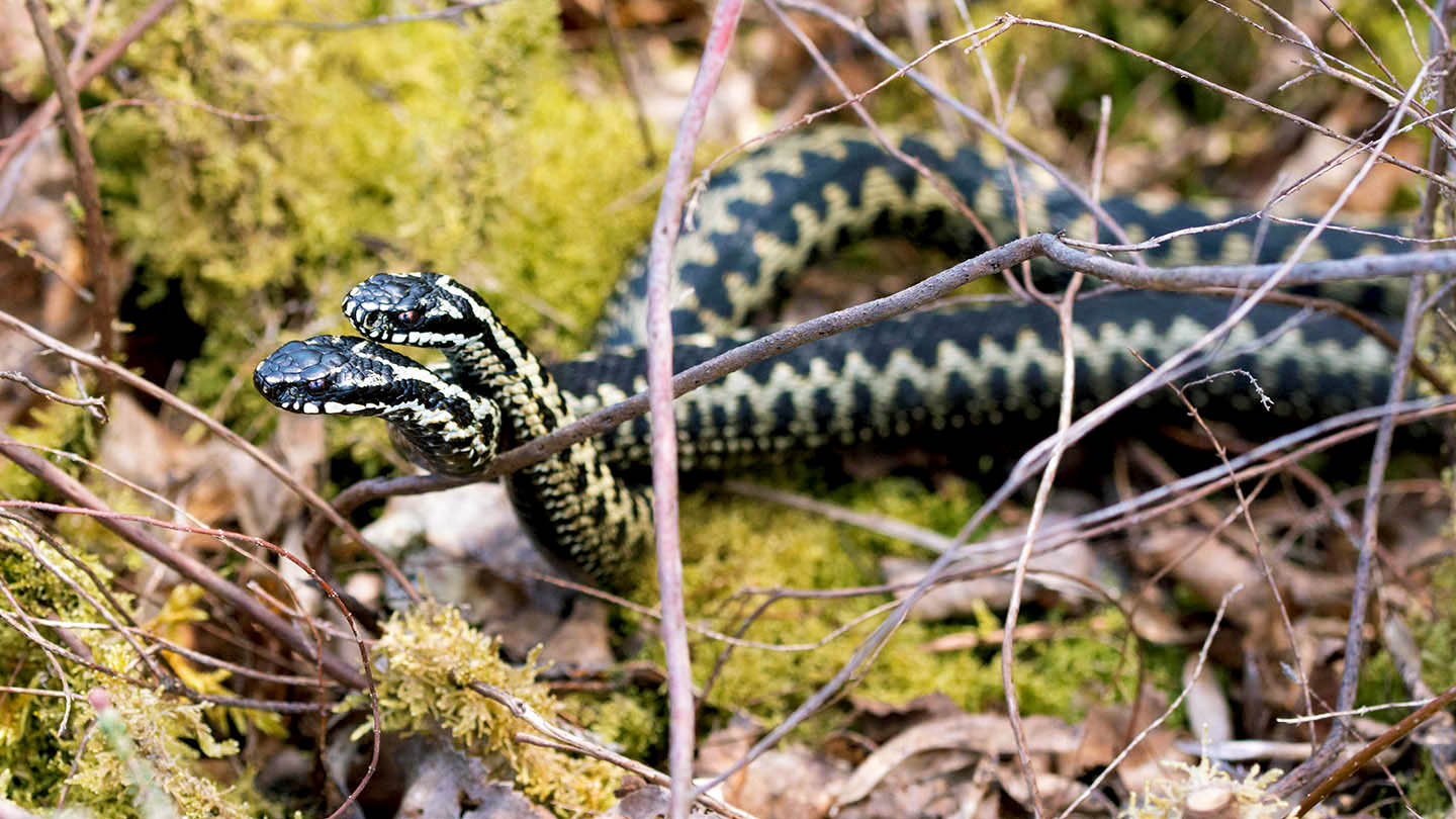 Adder (Vipera berus) - British Reptiles - Woodland Trust