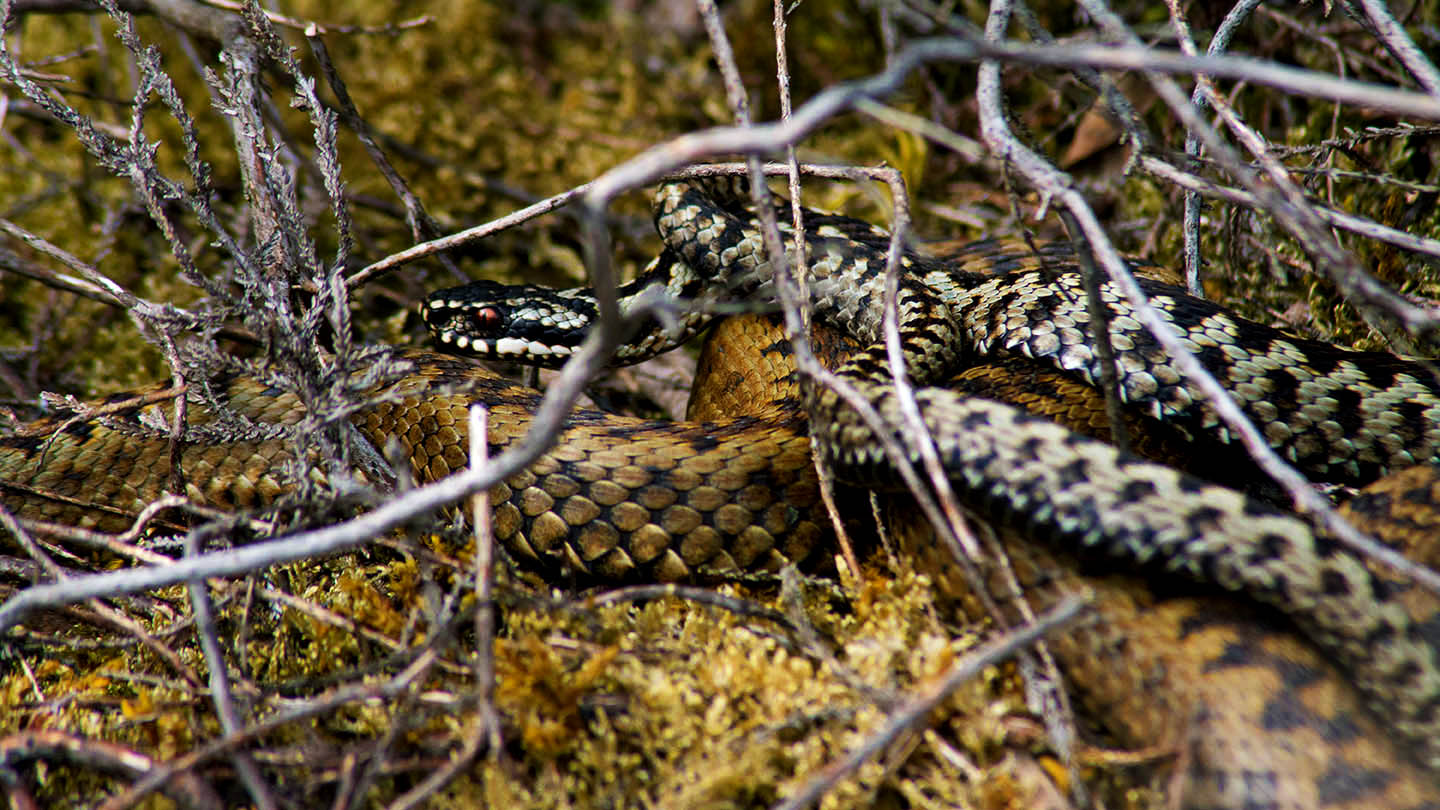 Adder (Vipera berus) - British Reptiles - Woodland Trust