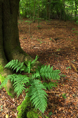 Pollok Country Park - Woodland Trust