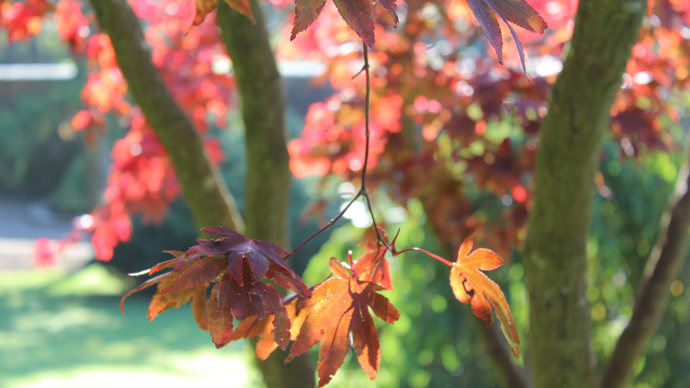 Pollok Country Park - Woodland Trust