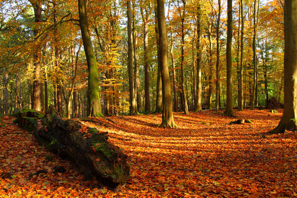 Pollok Country Park - Woodland Trust