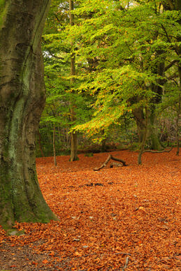 Pollok Country Park - Woodland Trust