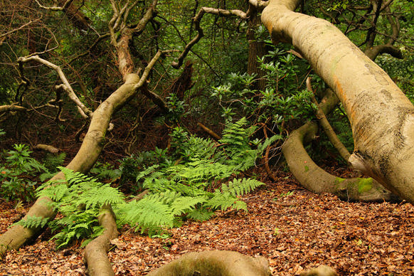 Pollok Country Park - Woodland Trust