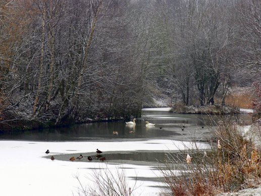 Dearne Valley Park - Woodland Trust