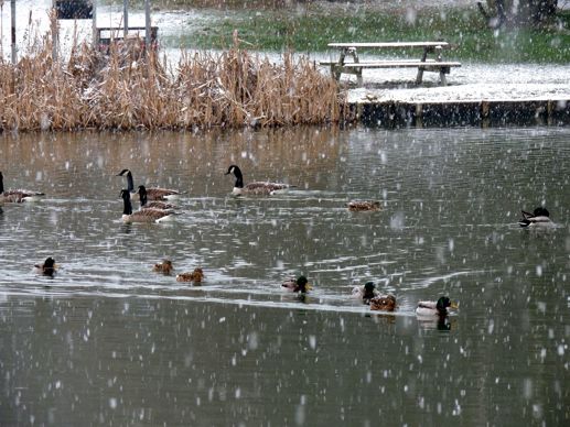 Dearne Valley Park - Woodland Trust