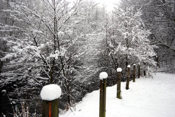 Dearne Valley Park - Woodland Trust