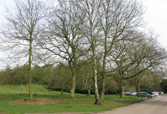 Sutton Park - Woodland Trust