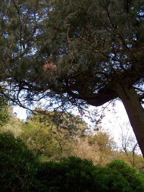 Billinge Wood - Woodland Trust