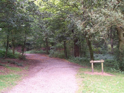 Witton Park Wood - Woodland Trust