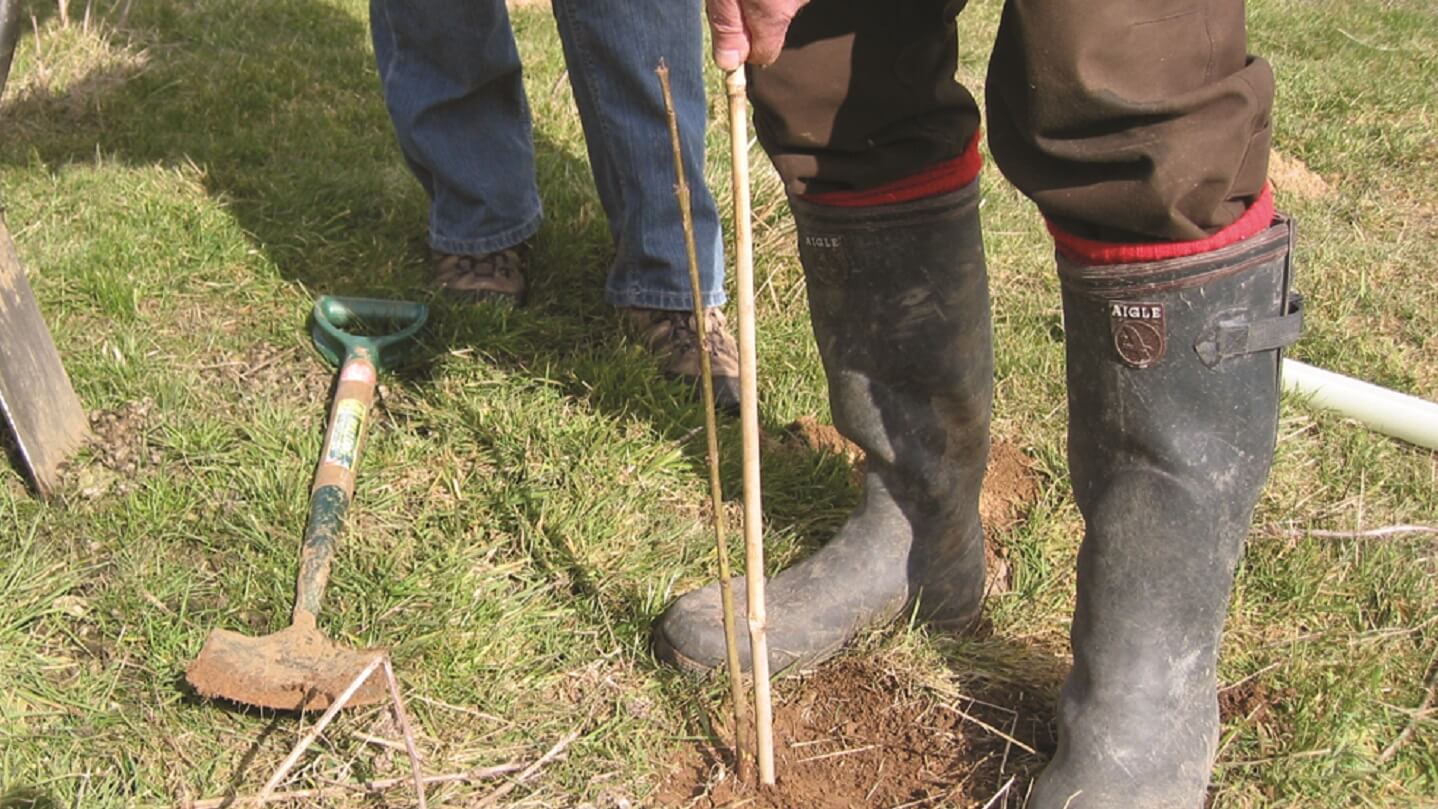 How to Plant Trees - Plant Trees - Woodland Trust