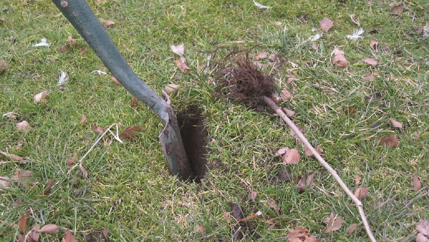 How to Plant Trees - Plant Trees - Woodland Trust