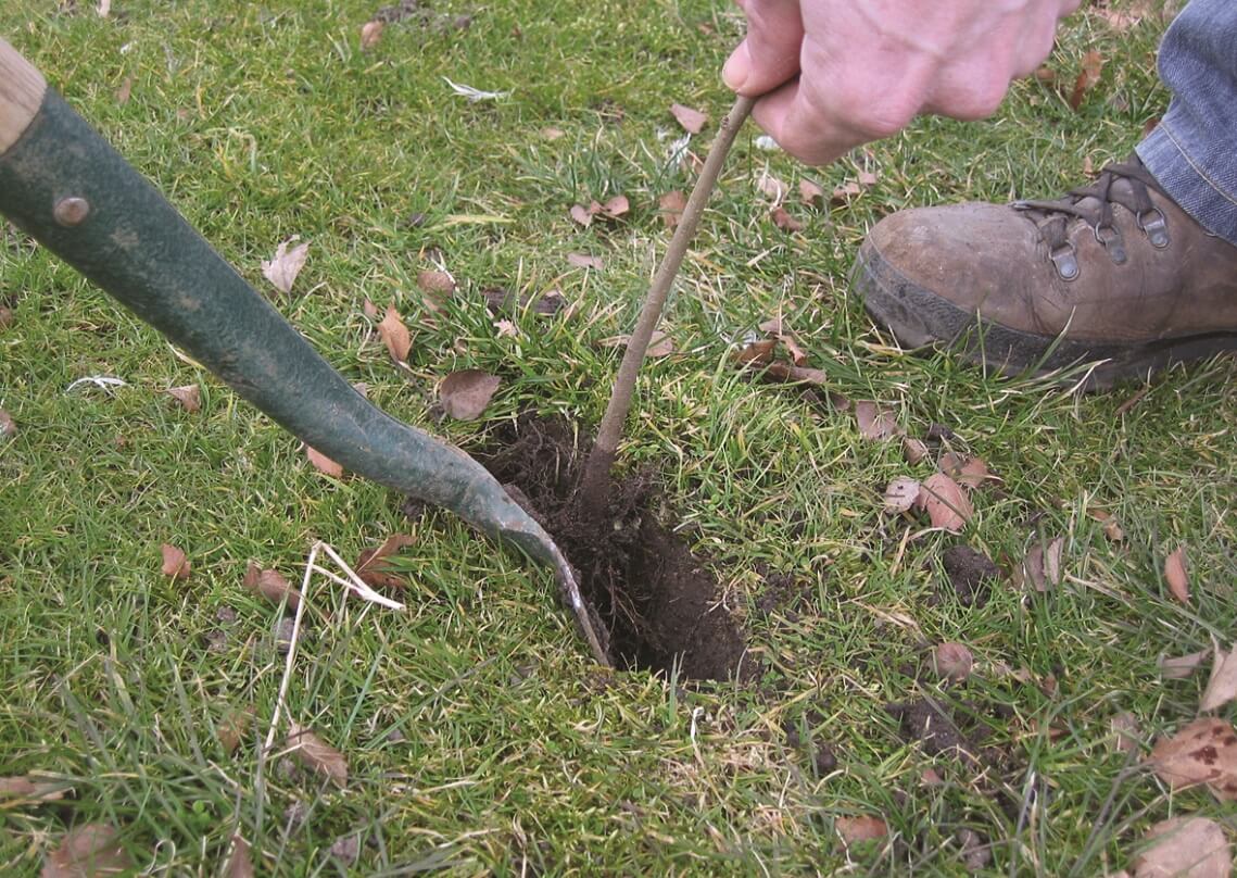 Guide to Sapling Planting « Friends of Spring Park Wood