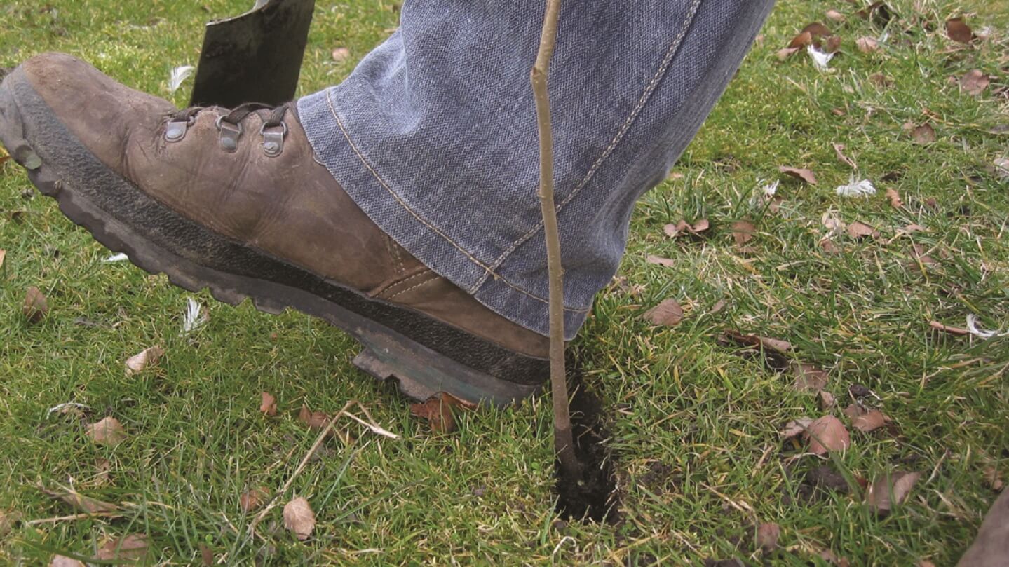 Guide to Sapling Planting « Friends of Spring Park Wood