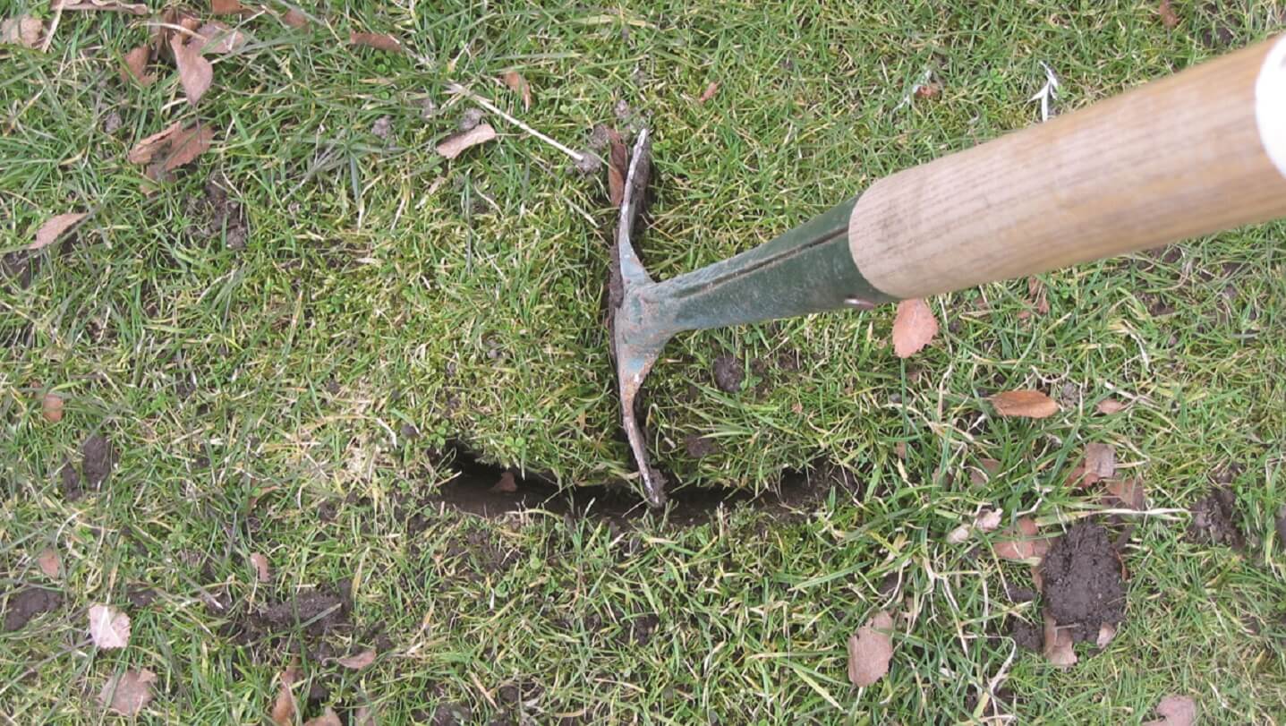 How to Plant Trees - Plant Trees - Woodland Trust