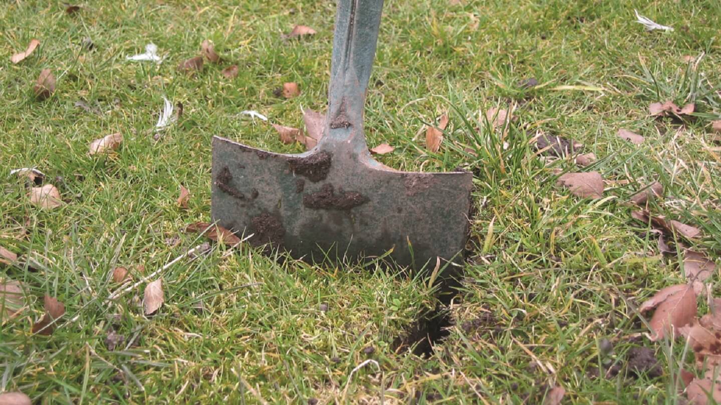 How to Plant Trees - Plant Trees - Woodland Trust