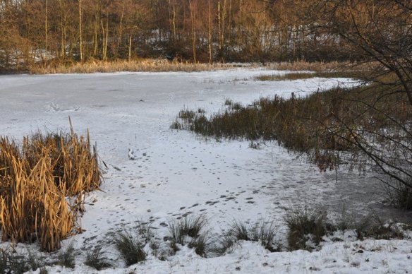 Outwood Trail and Park - Woodland Trust