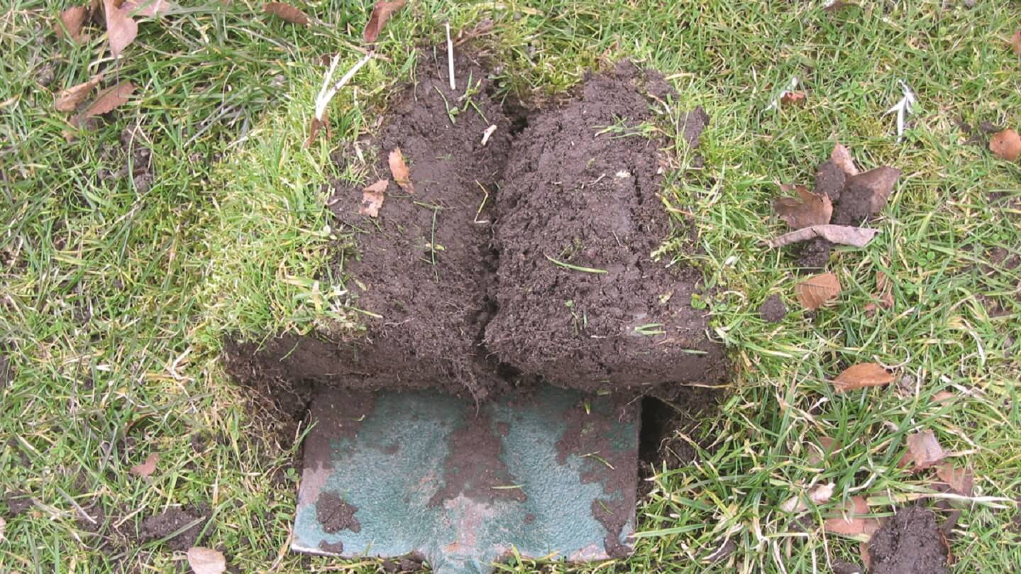 How to Plant Trees - Plant Trees - Woodland Trust