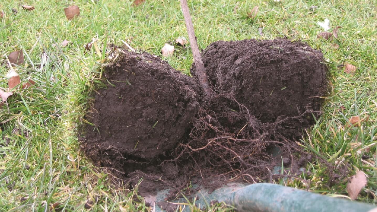 How to Plant Trees - Plant Trees - Woodland Trust