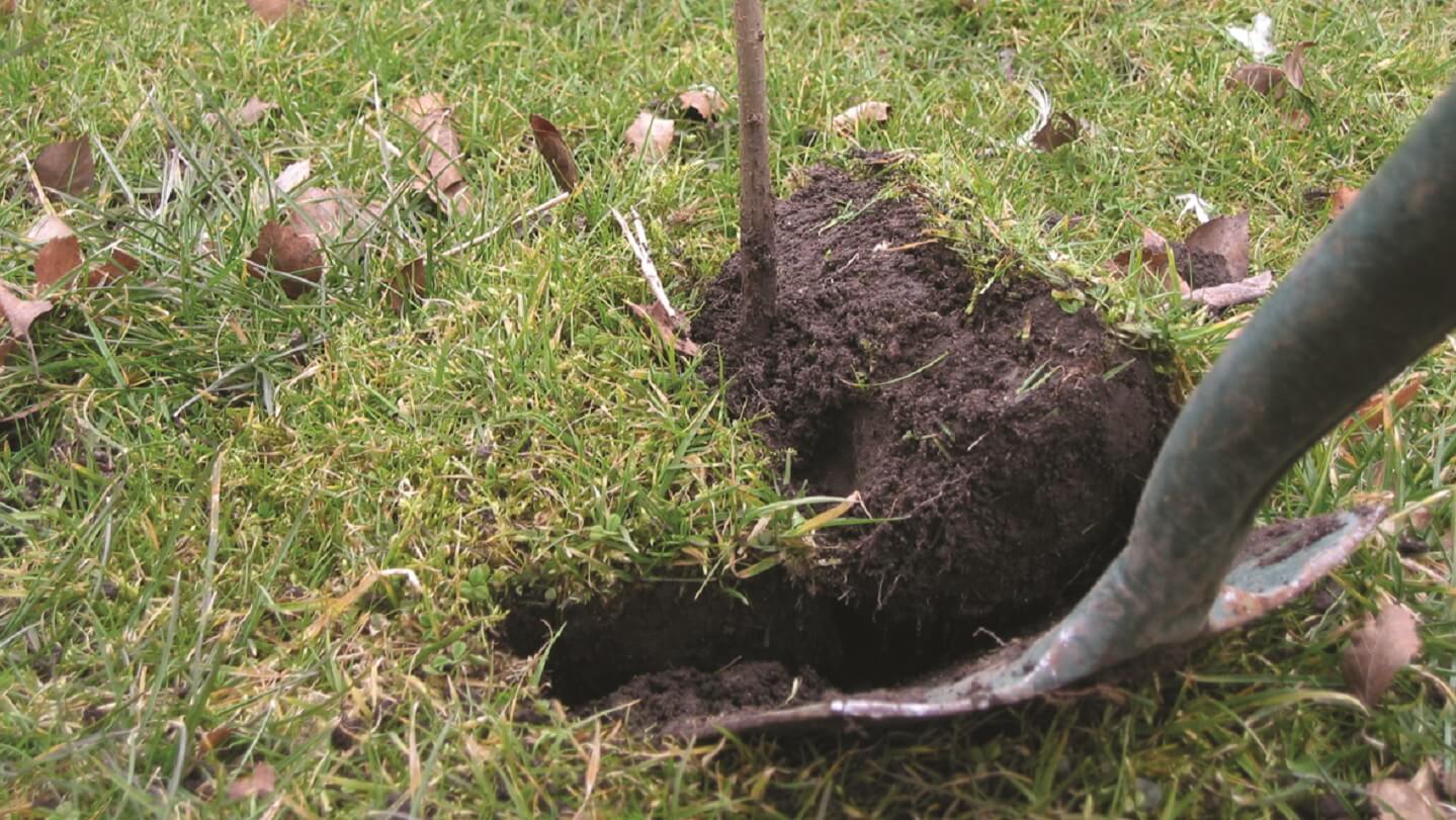 How to Plant Trees - Plant Trees - Woodland Trust