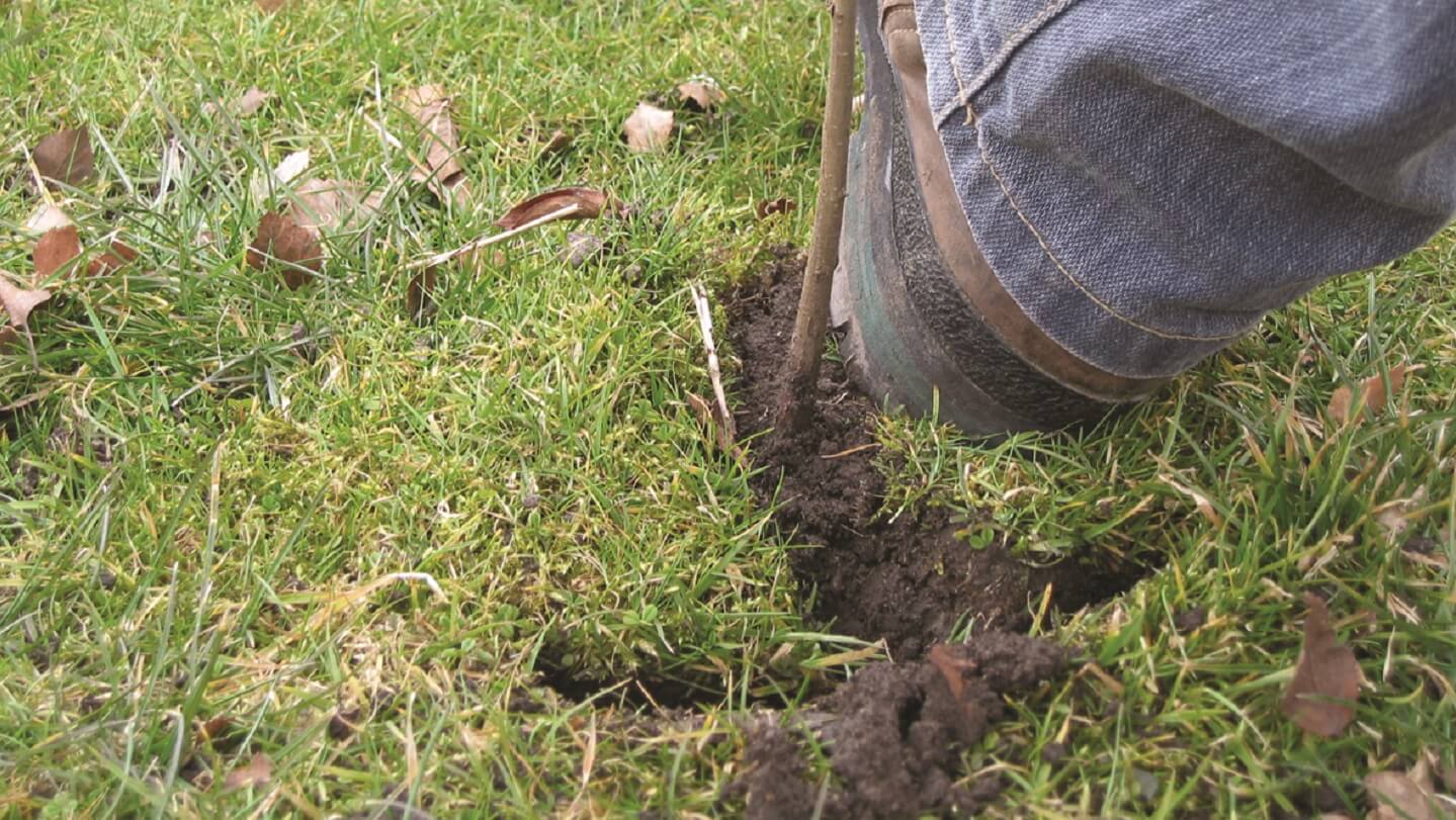 How to Plant Trees - Plant Trees - Woodland Trust