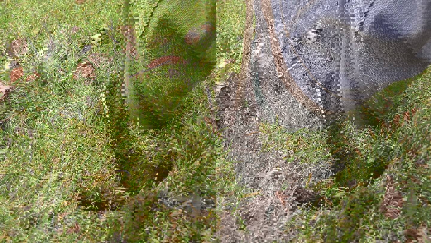 How to Plant Trees - Plant Trees - Woodland Trust