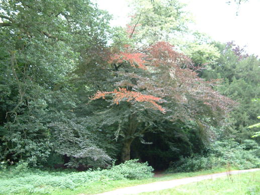 Duke's Drive - Woodland Trust