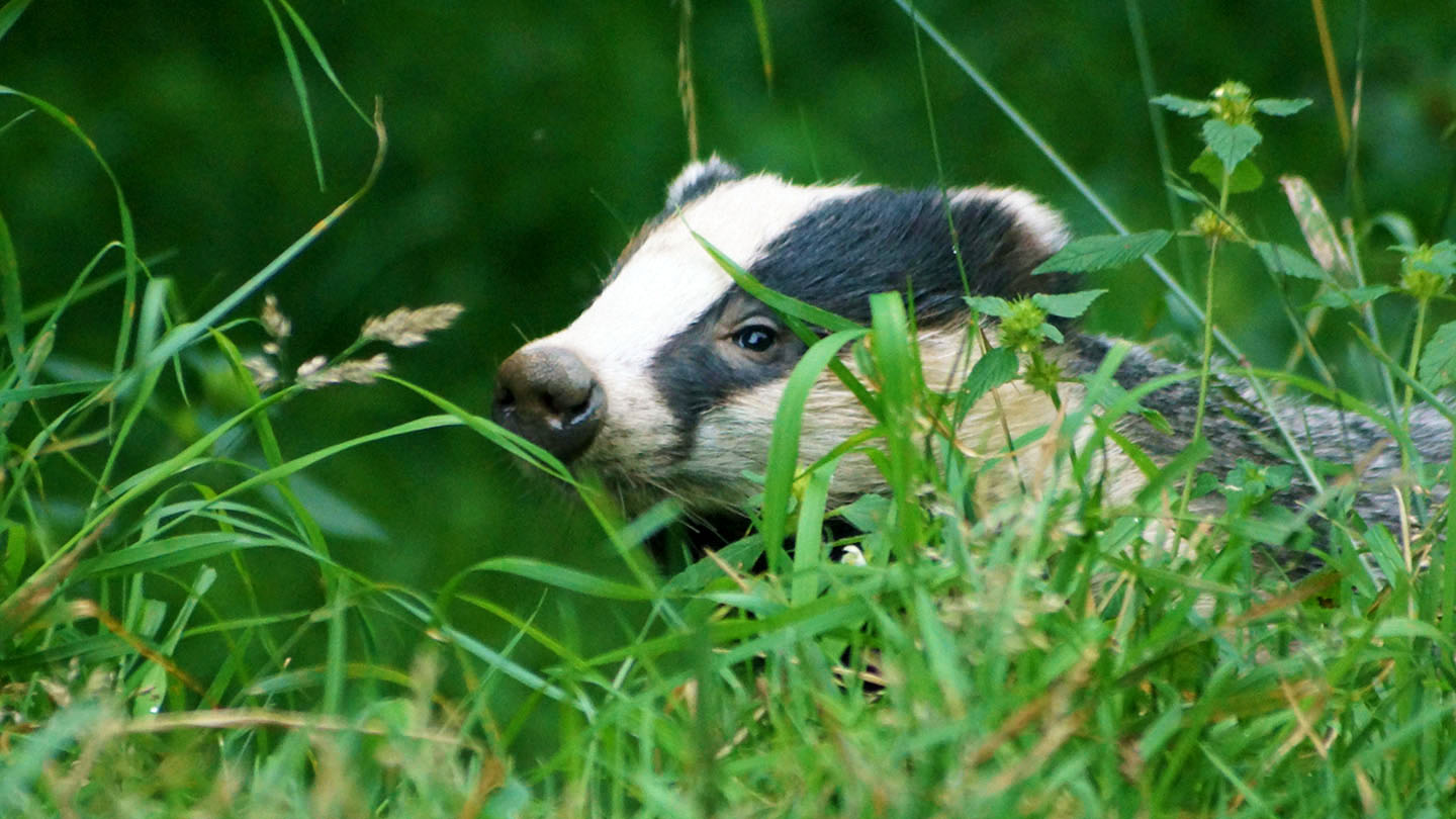 Badger (Meles meles) - British Mammals - Woodland Trust