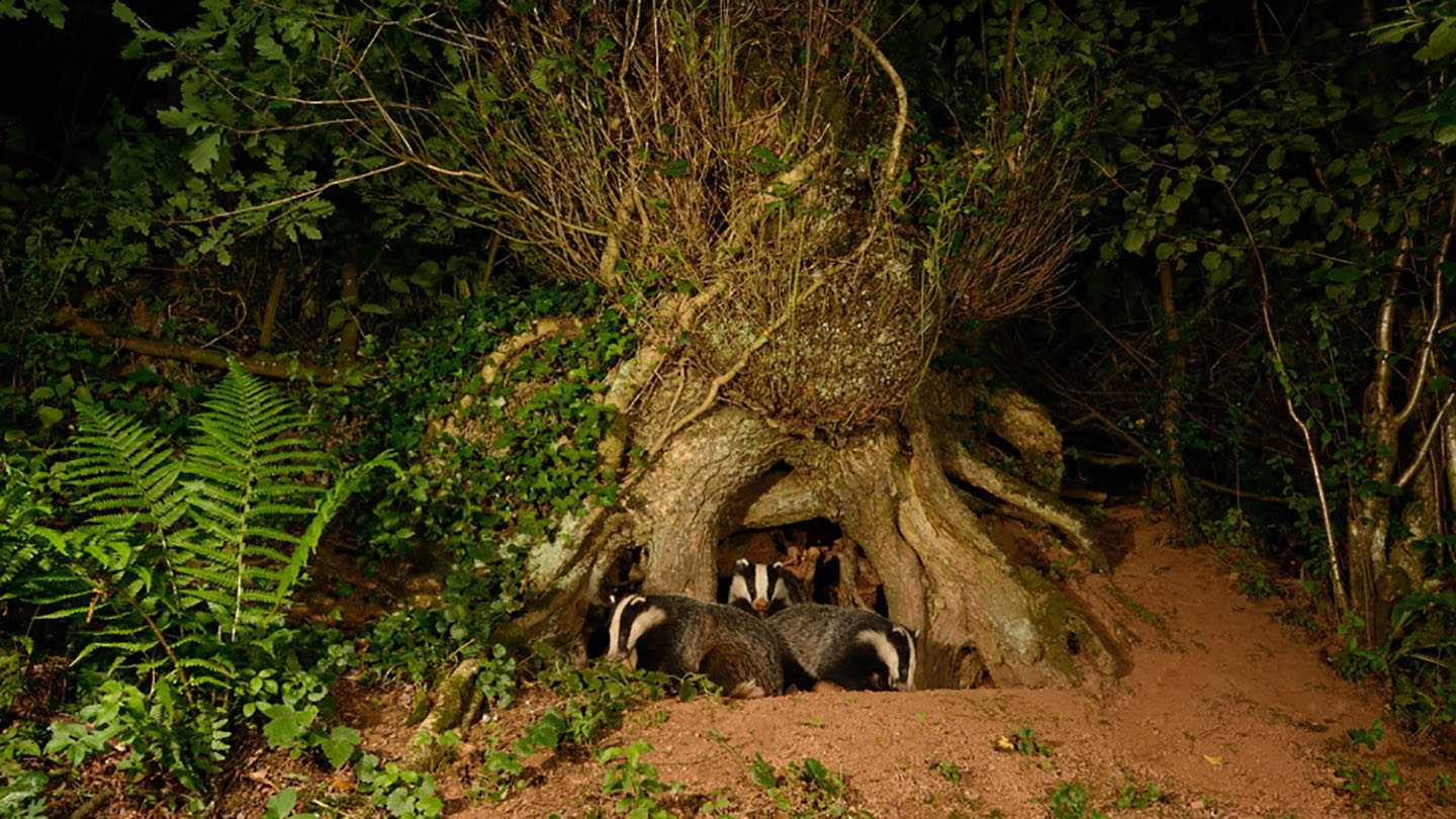 Oak trees and wildlife - Woodland Trust