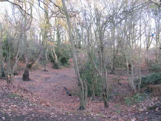 Stivichall Common Woodland - Woodland Trust