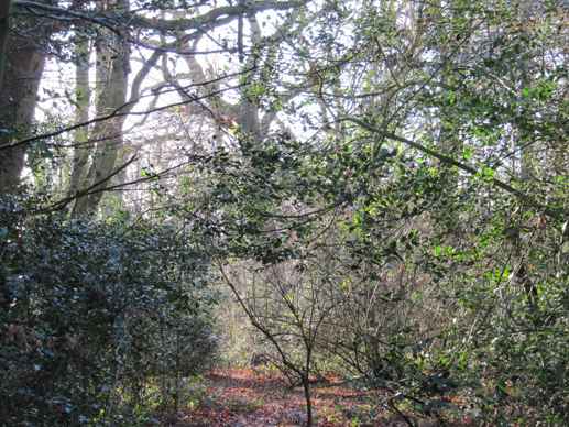 Stivichall Common Woodland - Woodland Trust