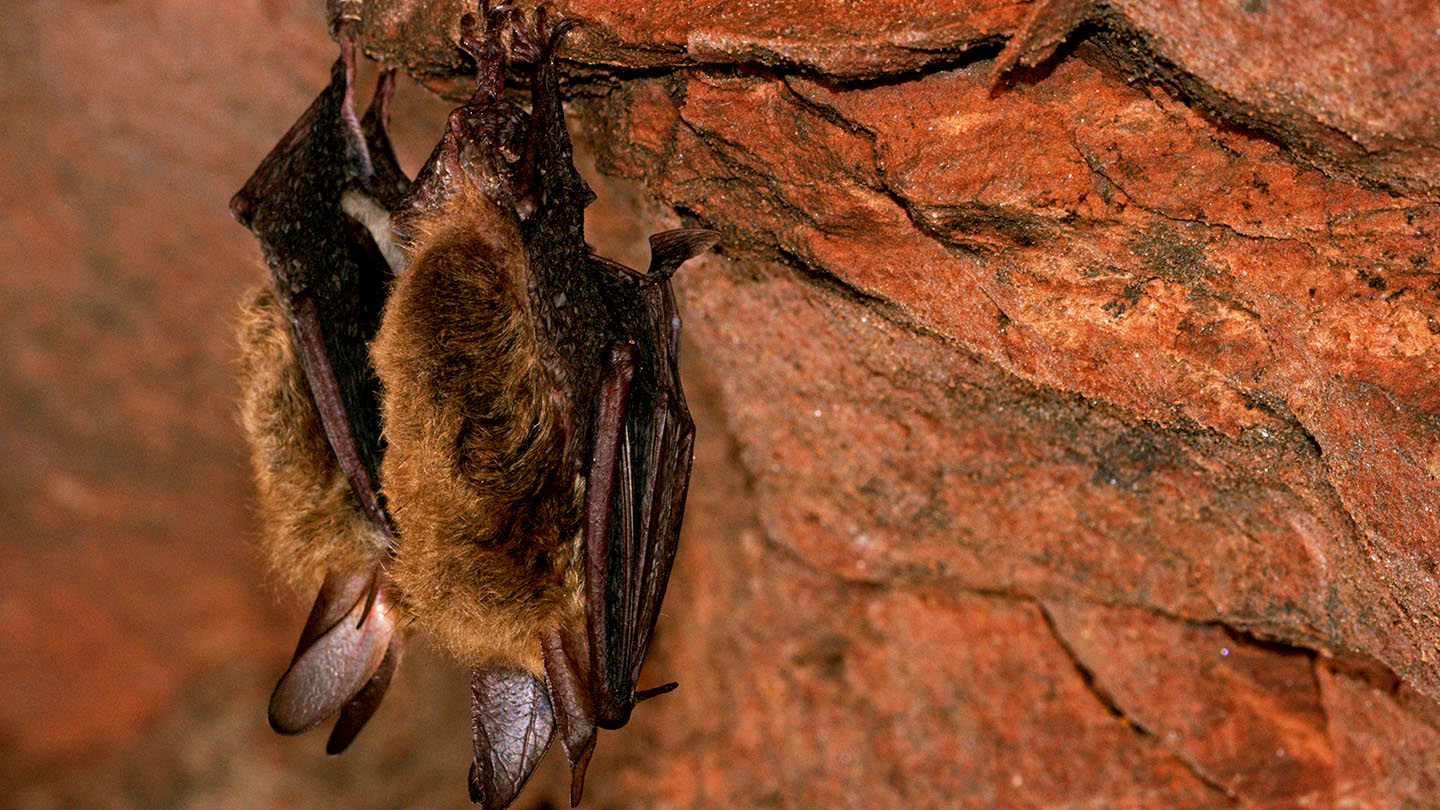 Bechstein's Bat (Myotis bechsteinii) - Woodland Trust