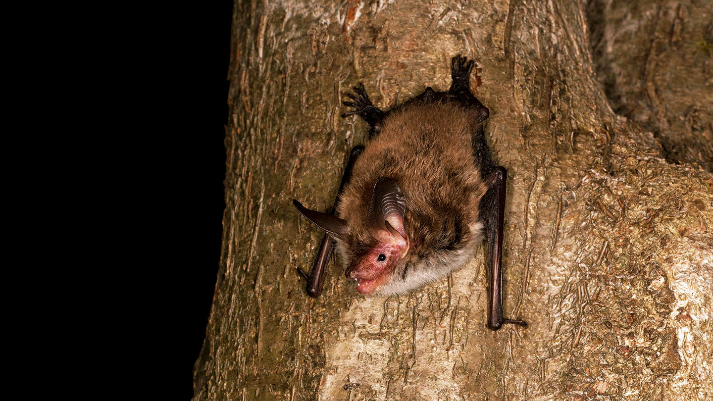 Bechstein's Bat (Myotis bechsteinii) - Woodland Trust