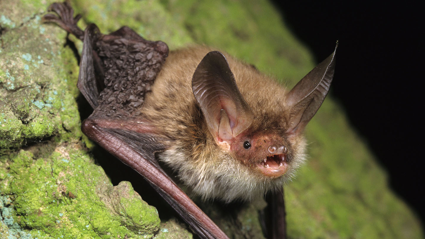 Bechstein's Bat (Myotis bechsteinii) - Woodland Trust