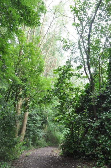 Medlock Valley Sites - Woodland Trust
