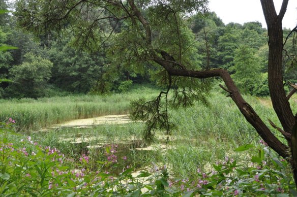 Medlock Valley Sites - Woodland Trust