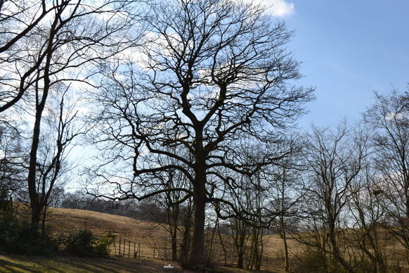 Heaton Park - Woodland Trust