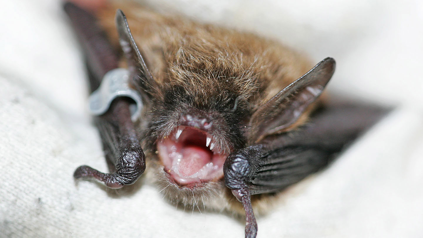 Brandt's Bat (Myotis brandtii) - Woodland Trust