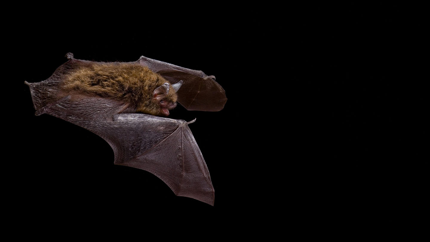 Brandt's Bat (Myotis brandtii) - Woodland Trust