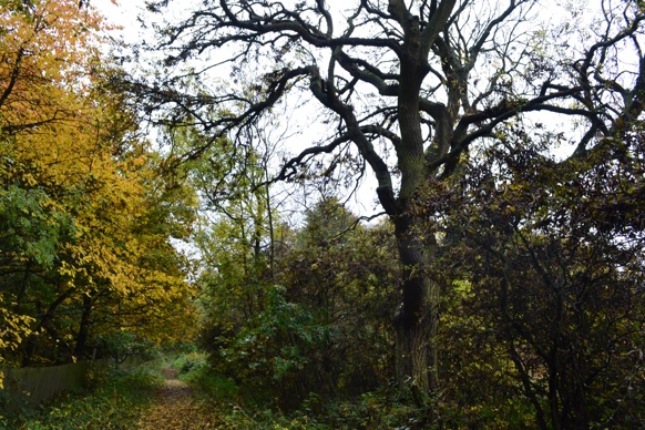 Woolsington Hall - Woodland Trust