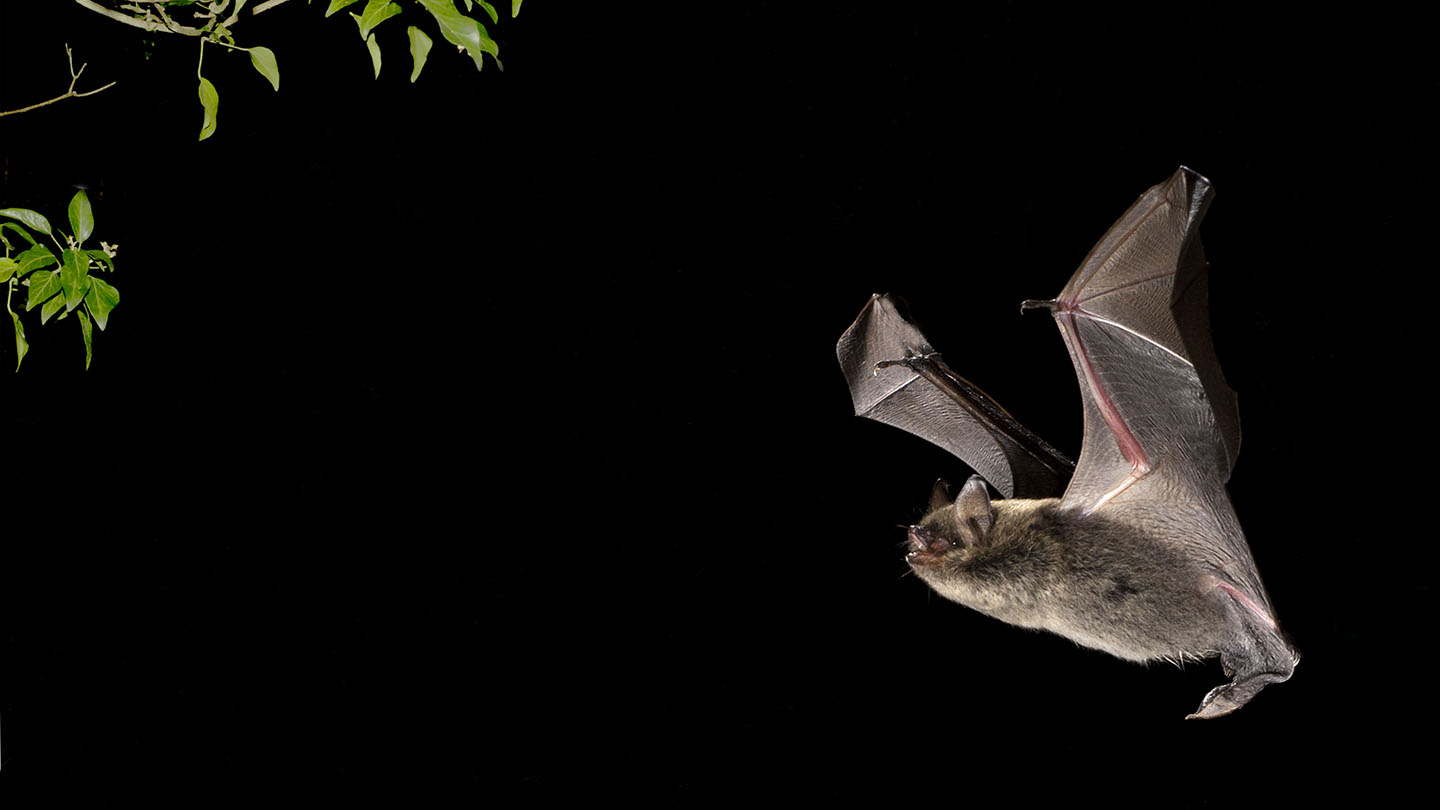 Brandt's Bat (Myotis brandtii) - Woodland Trust