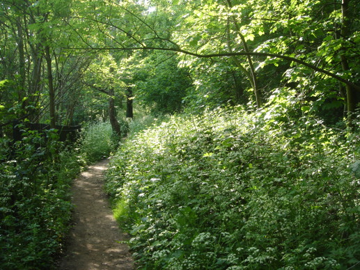 Colwick Woods - Woodland Trust