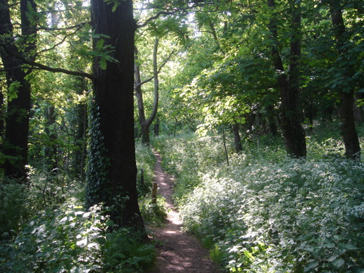 Colwick Woods - Woodland Trust