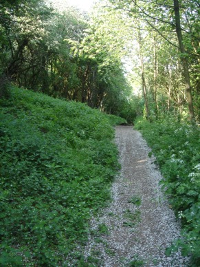 Colwick Woods - Woodland Trust