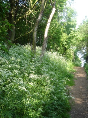 Colwick Woods - Woodland Trust