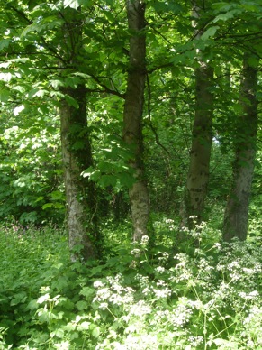 Colwick Woods - Woodland Trust